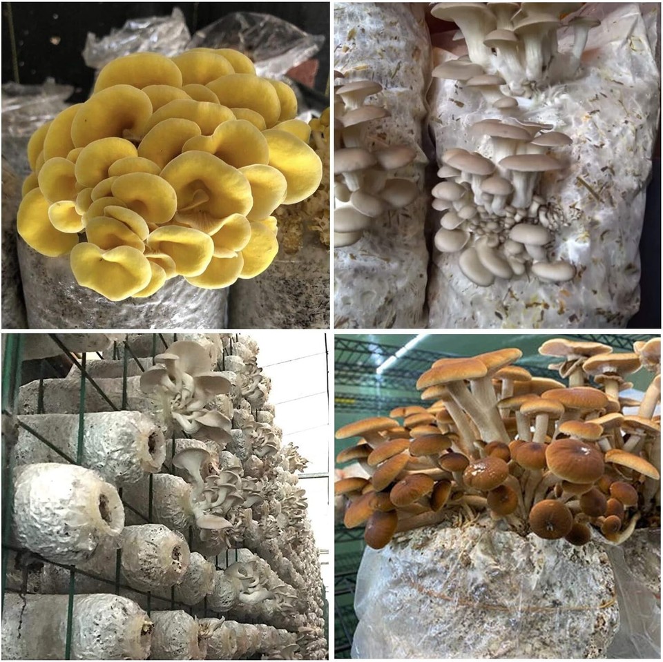 Mushroom Bags Grow Grain Spawn Mycelium Sealable Bag 50 Count | eBay