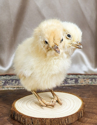 2 two Headed Chicken Taxidermy Display YLW chick bizarre Gaff Curiosity ...