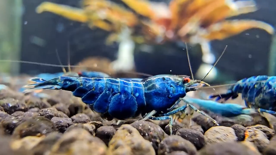 10 Extreme Blue Bolt Caridina Shrimp | FREE SHIPPING | Live Guarantee ...