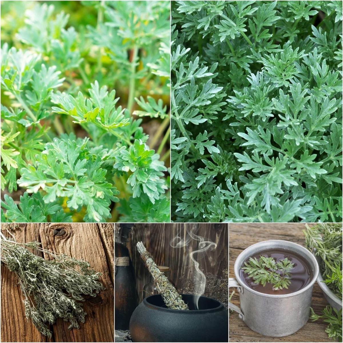Wormwood Herbs Seeds Kings Seeds