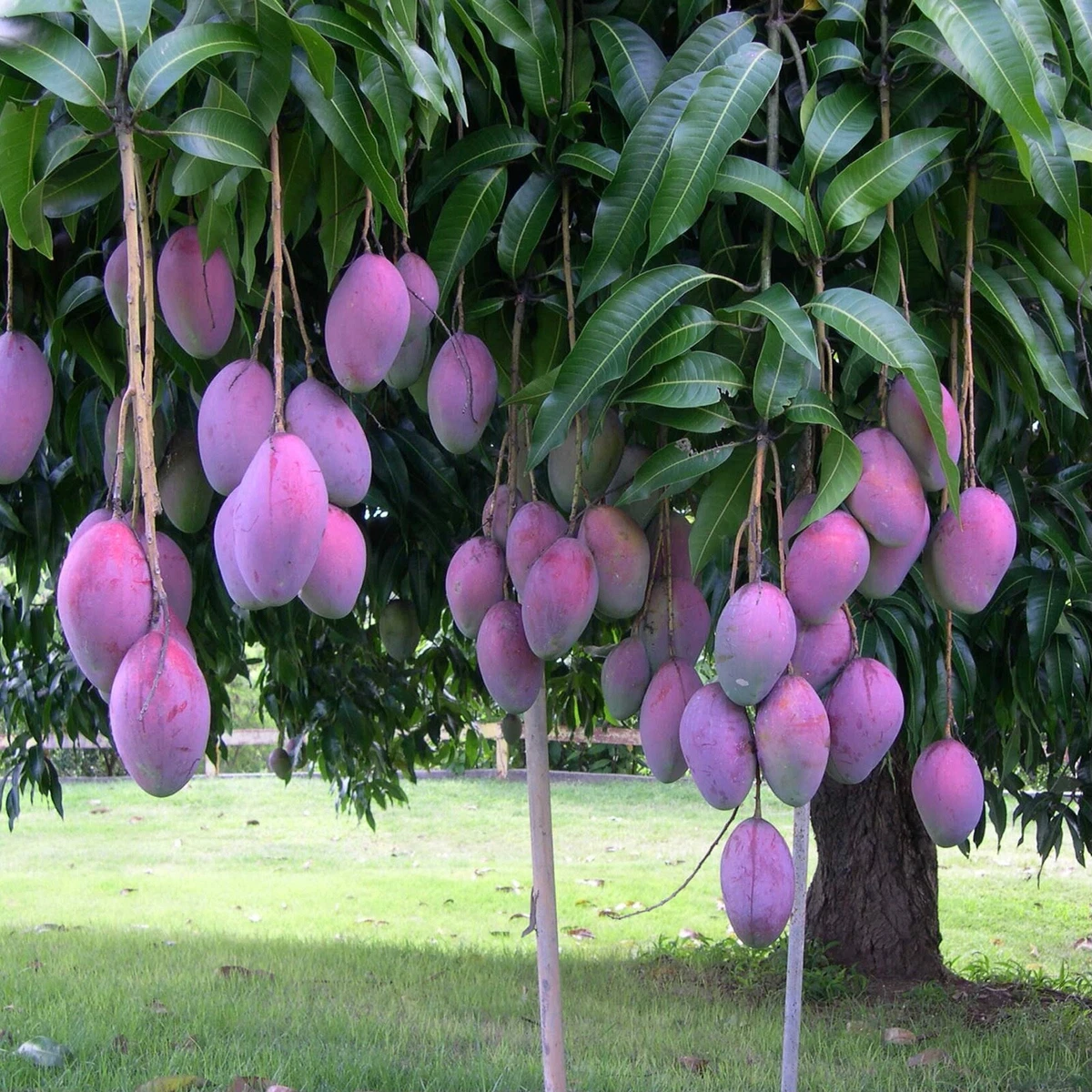 Mango Fruit Image