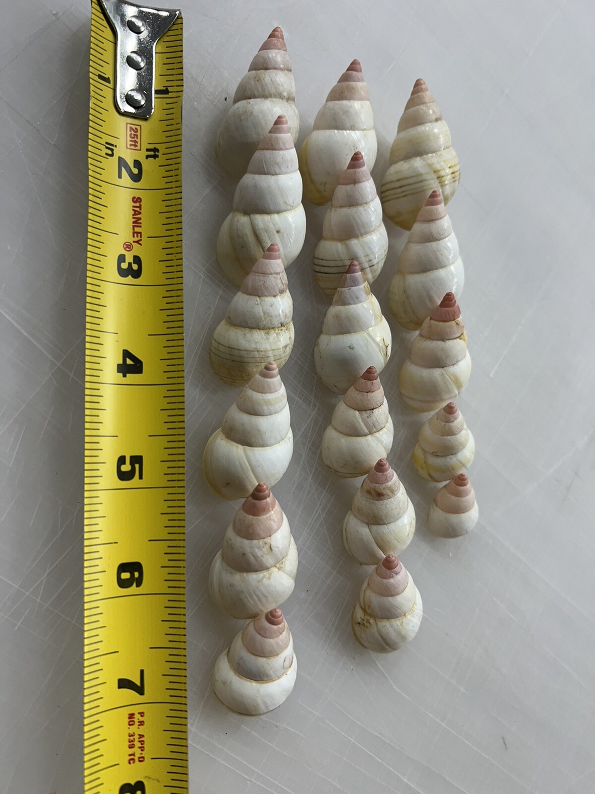 Lot of 17 LIGUUS fasciatus FLORIDA Tree Snail SHELLS - Seashells / Bull ...