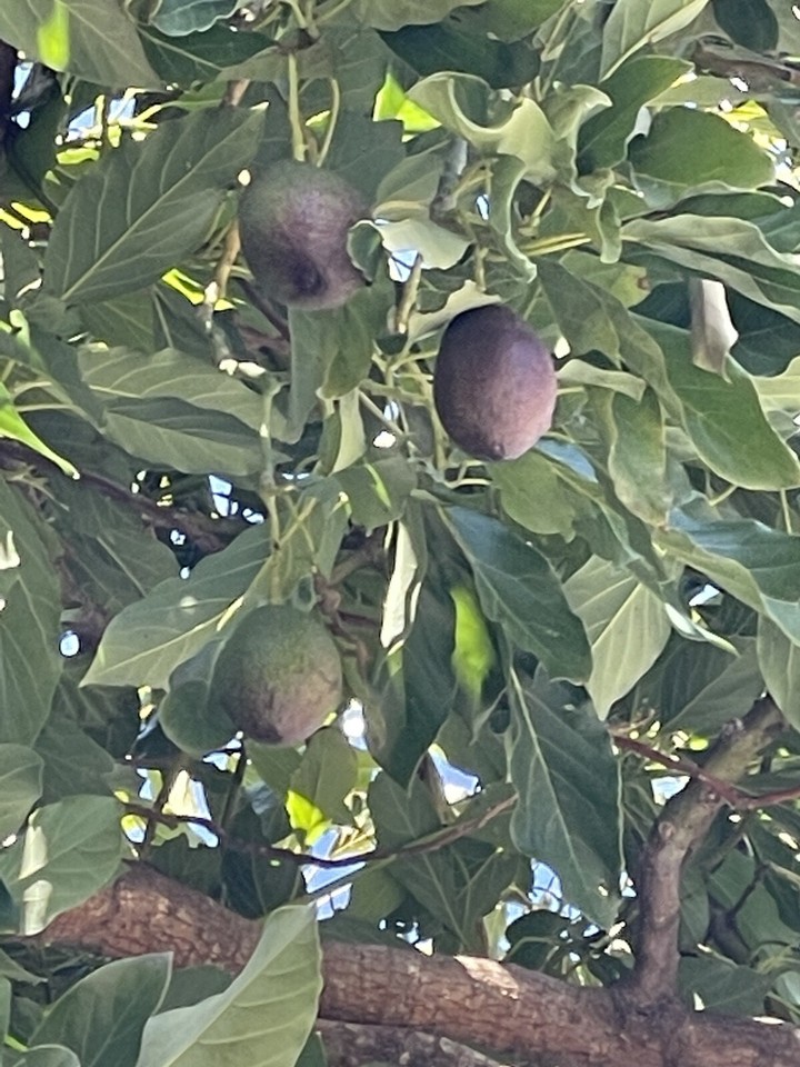 HASS AVOCADO SCION CUTTING FOR GRAFTING. (4 Pieces) | eBay