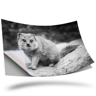 1 x Vinyl Sticker A3 - BW - Yellow Mongoose Wild Animal #37764 | eBay UK
