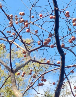 NATIVE AMERICAN PERSIMMON TREE Diospyros Virginiana Bareroot Live ...