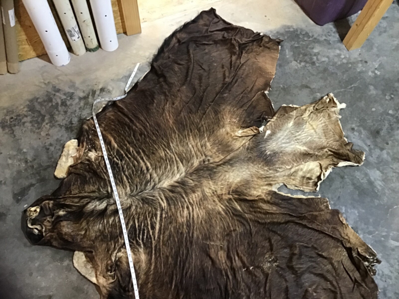 Cape buffalo African hide cape tanned taxidermy mount | eBay