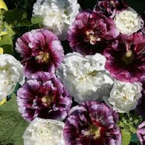 35+ Semi di fiori Alcea Double Hollyhock Blackberry Ripple Mix ...