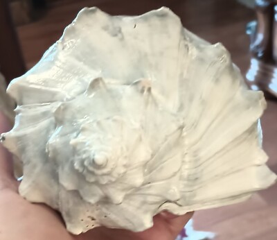 Large Knobbed WHELK Seashell Shell Large 8.5” White Gray Blue Ocean ...
