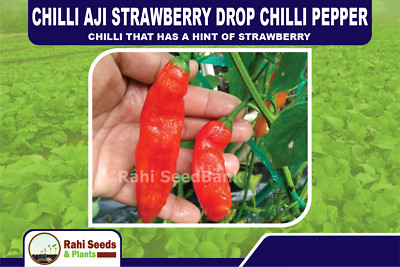 Chilli Aji Strawberry Drop Chilli Pepper - Chilli that Has a Hint of ...