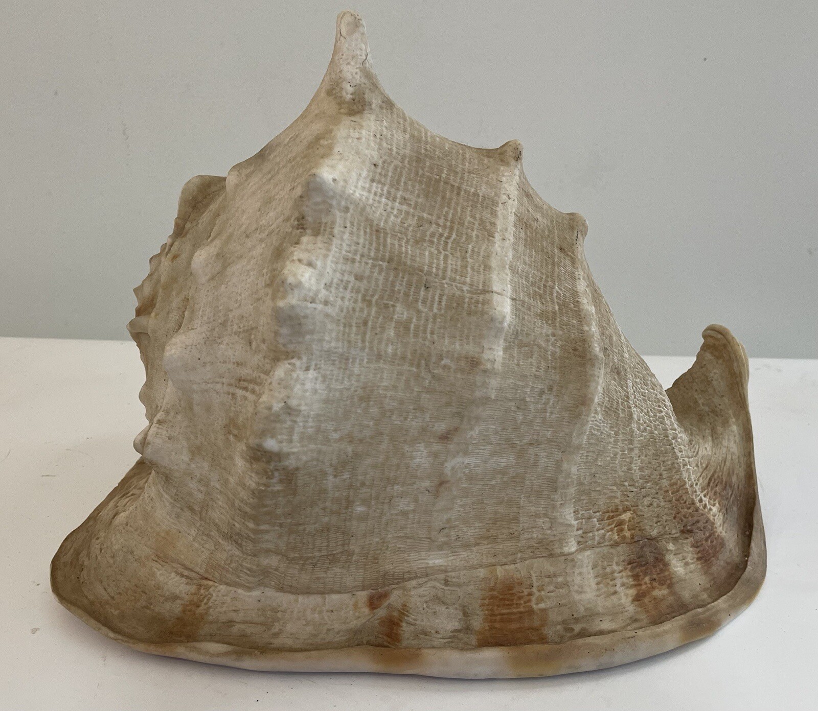 Large Horned Kings Helmet Conch Sea Shell 11” x 9” x 8” Nautical Beach ...