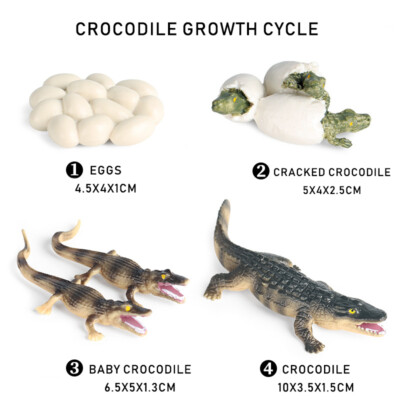 Crocodile Growth Cycle Model Toys Life Cycle Figurines Plastic Figures ...