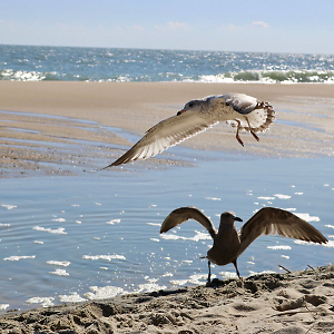 Fluff n Tuff | eBay Stores