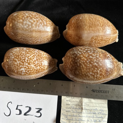 Seashells Florida Atlantic Deer Cowries 4.5”-5” Giants Beautiful! Lot ...