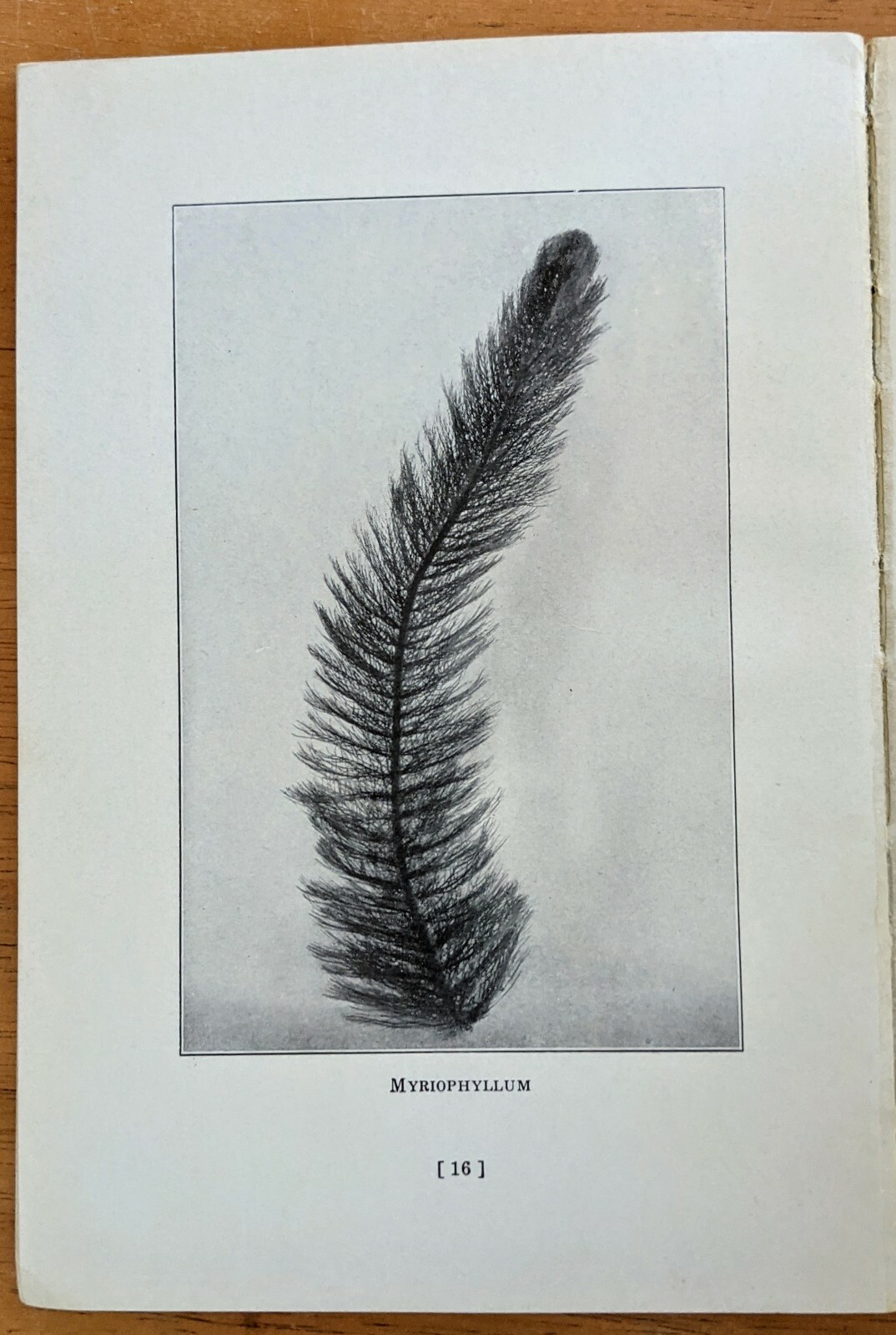 William T. Innes, The Modern Aquarium 1937 | eBay