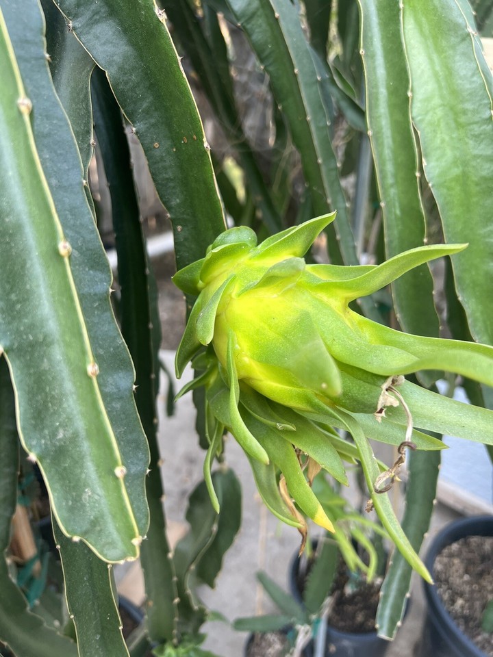 Dragon Fruit “Isis Gold “ Yellow Dragon Fruit 8-12Inches | eBay
