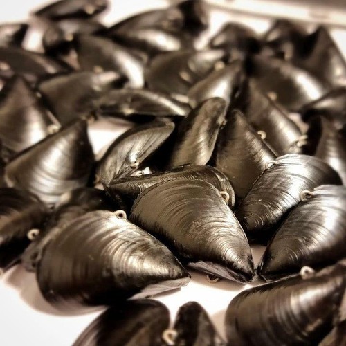 Micro Mussel Lure Vibe Hard Bait, Bream Lure, Choose colours | eBay