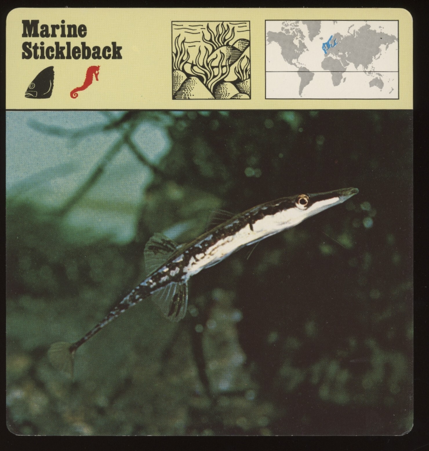 Marine Stickleback Safari Cards Rencontre Fish | eBay