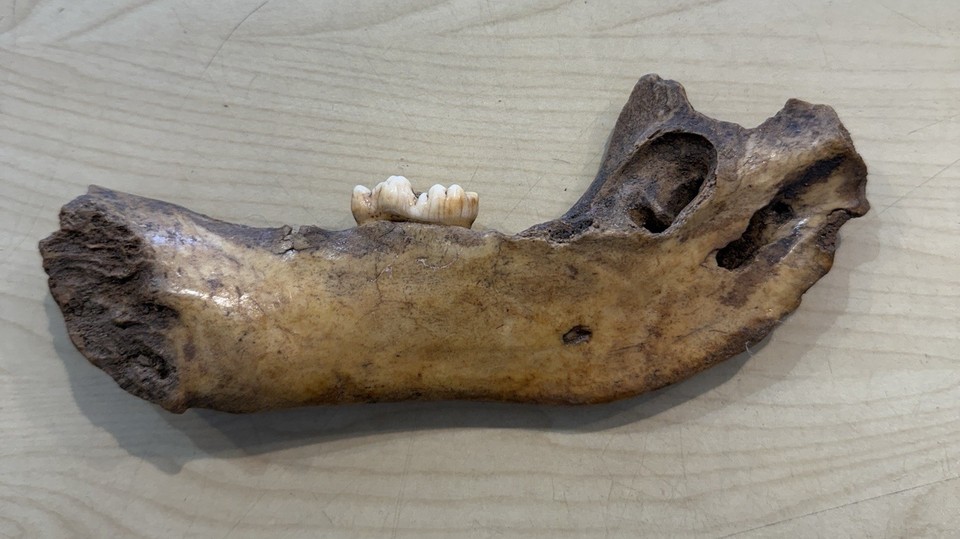Cave bear Jaw fossil, Ursus Spelaeus, Europe, Rare, Lg Molar Rooted In Jaw, JUV | eBay