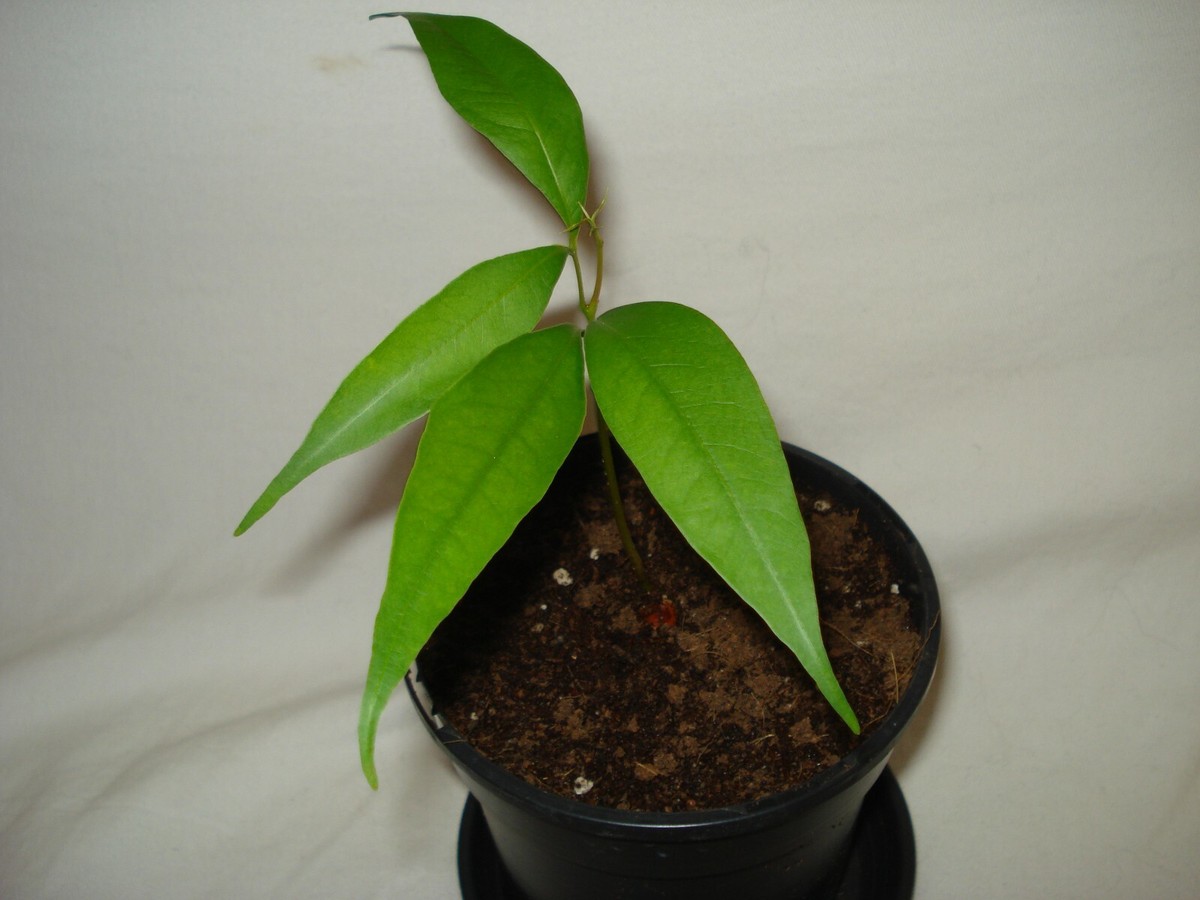 Litchi En Pot How To Grow Lychee From Seed