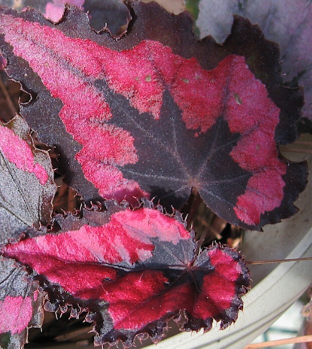 Begonia Red Robin Live Plant - 4-6" Tall - Ship No Pot - Deep Red ...