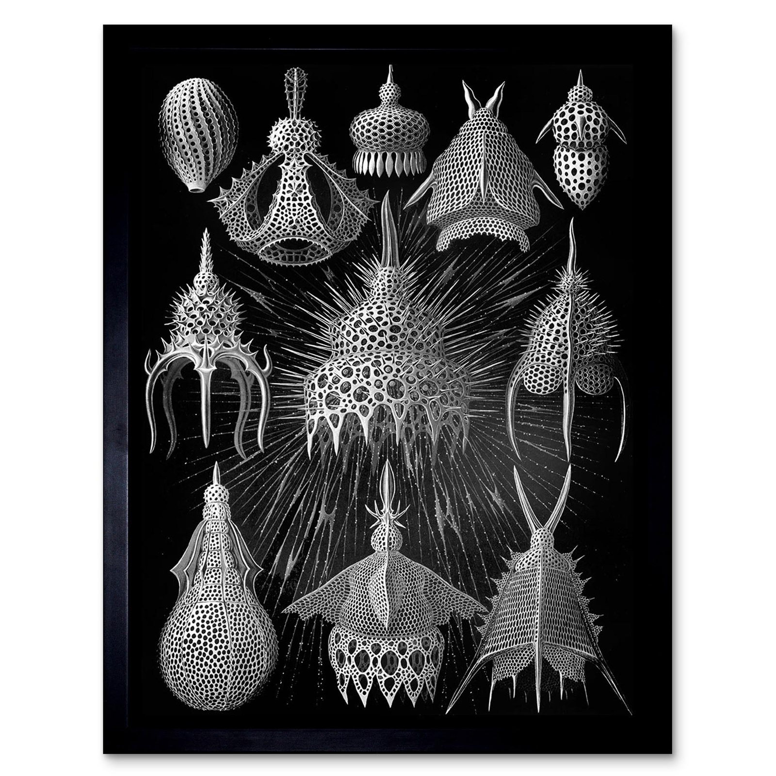 31St Plate Ernst Haeckel Kunstformen Der Natur Cyrtoidea 12X16 Inch ...