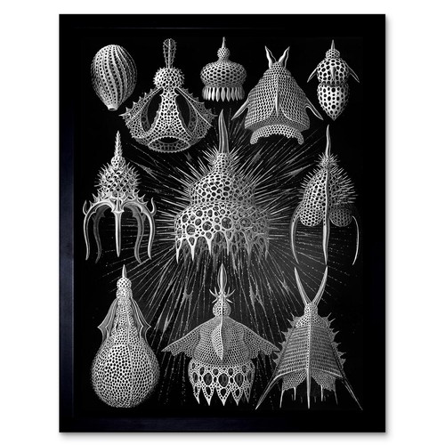 31St Plate Ernst Haeckel Kunstformen Der Natur Cyrtoidea 12X16 Inch ...