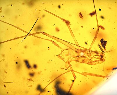 Extinct Manipulator modificaputis Cockroach, Fossil inclusion in ...