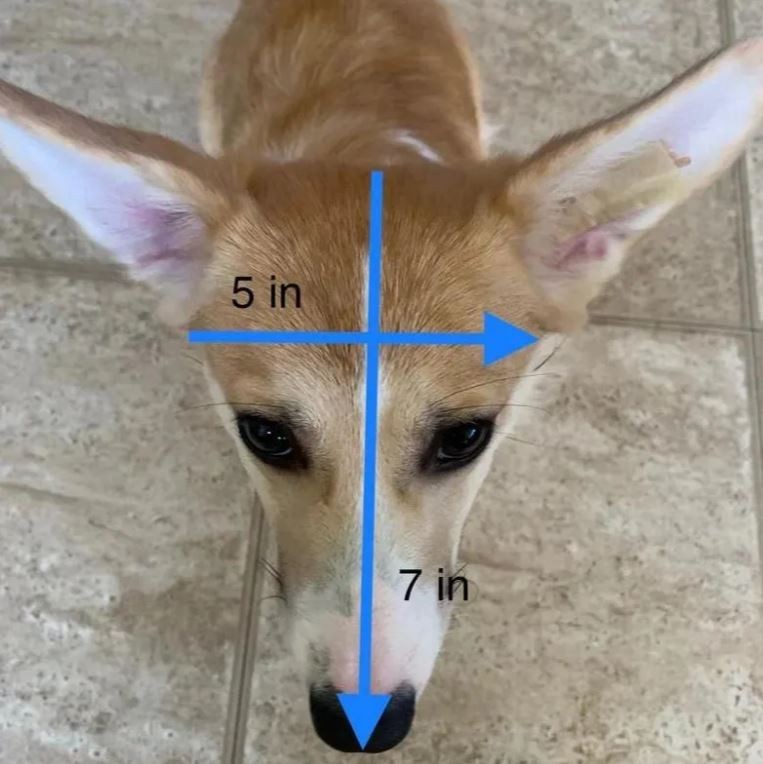 Cubone Pet Mask for Dog & Cat – Pokémon Costume Cosplay Accessory for ...