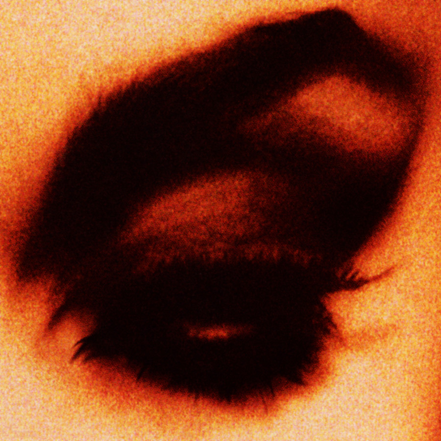 Abstract Collection - Maroon Eyes - 24" x 24" Canvas Art Poster | eBay