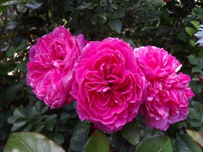 Flamenco Rosita Own Root Rose Plant , see state ship restrict | eBay