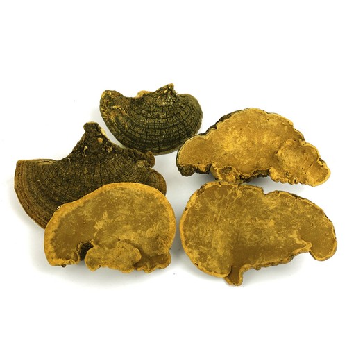 250g Phellinus Linteus Chinese Song-Gen Meshimakobu Mushroom Sang-Hwang ...