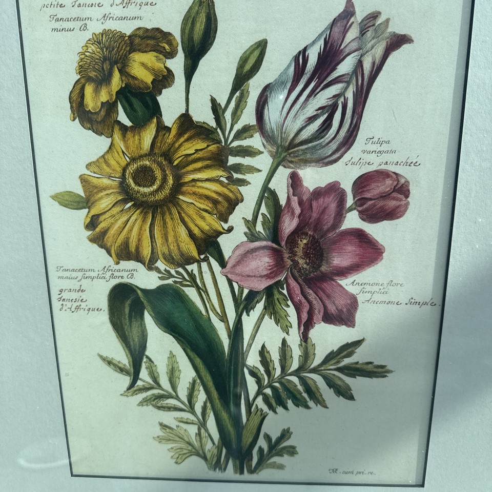 Repro 1794 Dutch Botanical Print In Quality 22" x 18" Cream & Gold ...