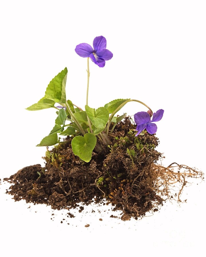 Wild Violets live plants 20+ with roots ready to plant | eBay
