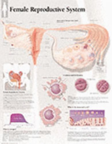 Female Reproductive System Laminated Poster by Scientific Scientific ...