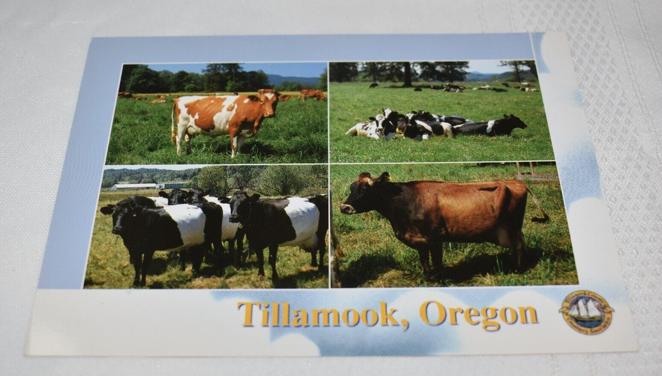 Tillamook County Creamery Association #18253 Cows OR Postcard Impact ...