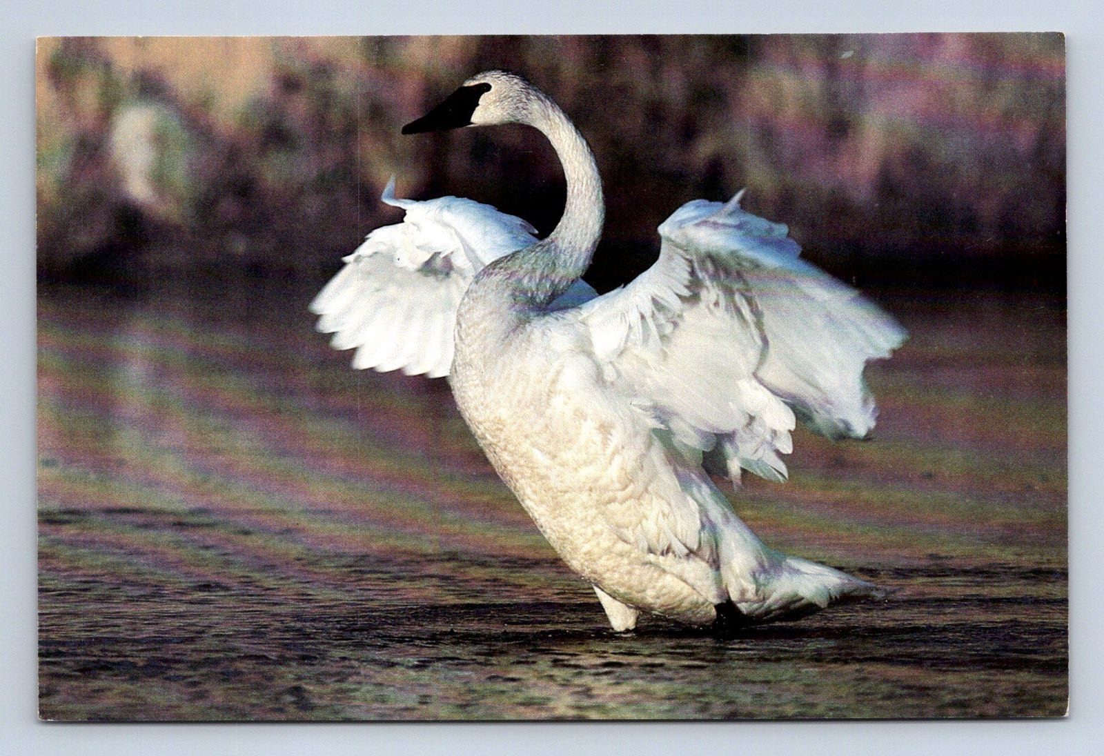 Trumpeter Swan Virginia Postcard By Roger & Donna Aitkenhead Postcard ...