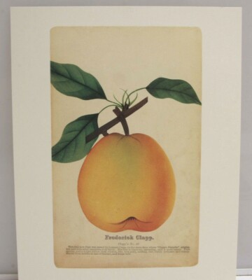 Frederick Clapp #22 Pear Farm Twig - 8x10" 2001 Selavy - Printed USA ...