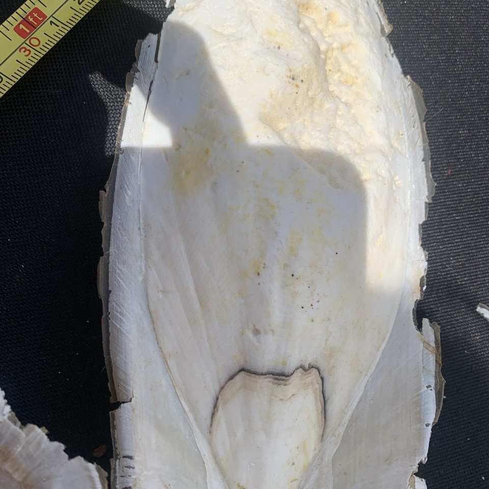 Cuttlefish Bones 6 x Large 20-24cm Freshly Collected South coast birds ...