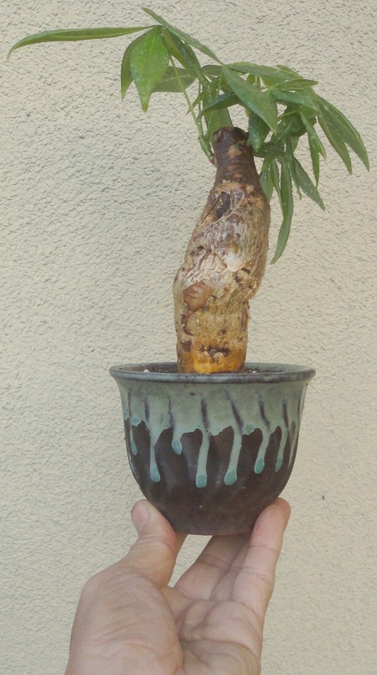 Pachira Money Tree Bonsai Dwarf Mame Big Fat Large Trunk | eBay