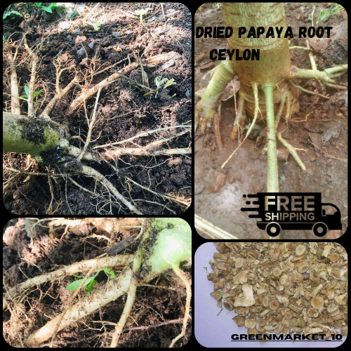Papaya root Dried slices herbal for health high Ceylon Natural Organic ...