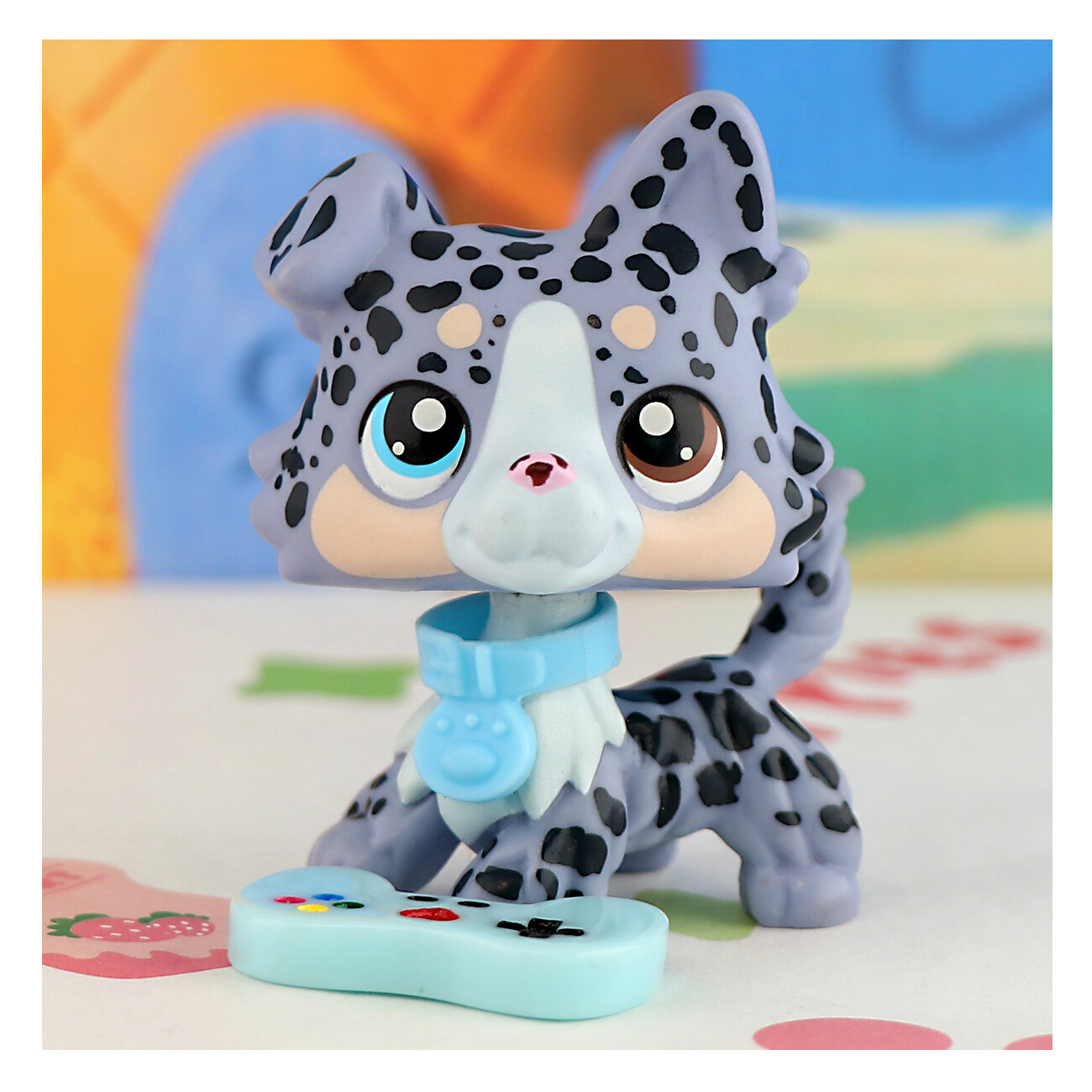 Custom Spotted Design Collie H003 Different Eyes with Accessories for ...