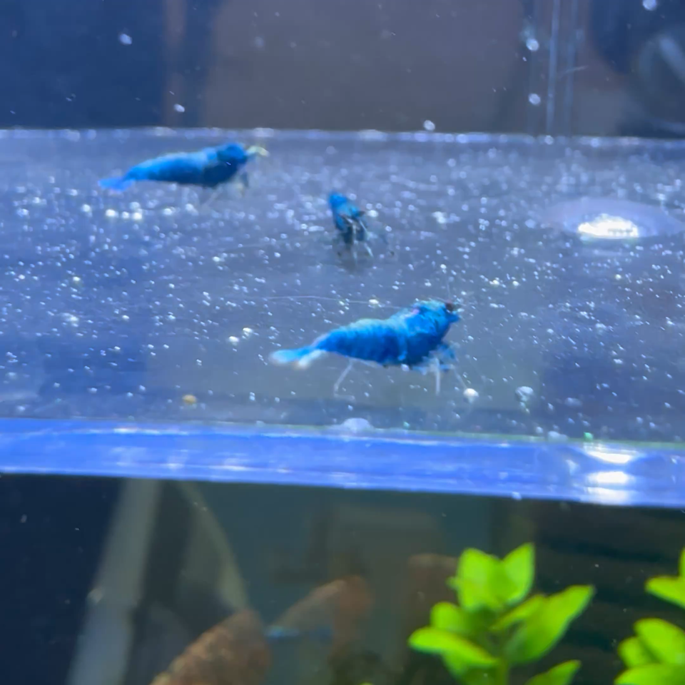 10+ Extreme Blue Bolt Caridina Shrimp - FREE 2 DAY SHIPPING - Live ...