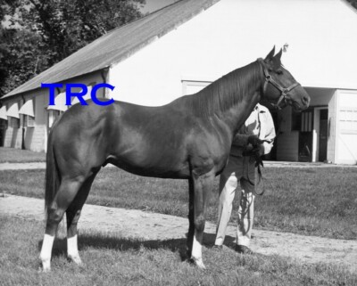 SECRETARIAT - GREAT 8X10 CONFORMATION PHOTO AT CLAIBORNE FARM! | eBay