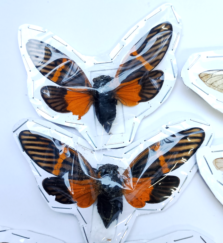 combo 10 mix Cicadas – Dried Insect Specimens for Art, Framing | eBay