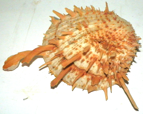 Orange on White Bearded Thorny Oyster Spondylus Seashell Shell 6" | eBay