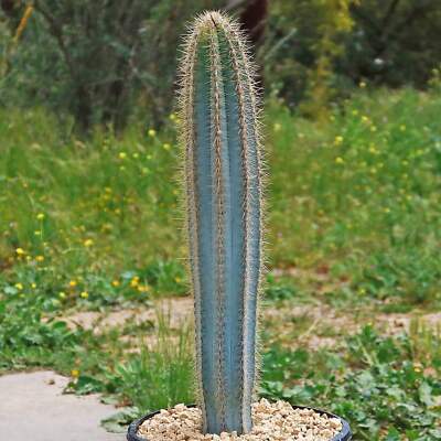 Brazilian Blue Cactus - Blue Columnar Cactus 'Pilosocereus azureus ...