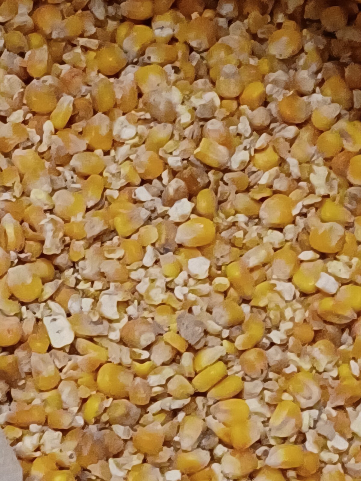 Futtermais 5 kg Mais Hühnerfutter Geflügelfutter Körnermais gut ...