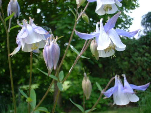 RARE 8 graines ANCOLIE mauve parfumée(Aquilegia fragrans)G213 COLUMBINE ...