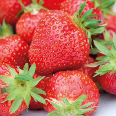 Strawberry Malling Centenary Hardy Perennial Fruit Plant 1 x 10 or 20 ...