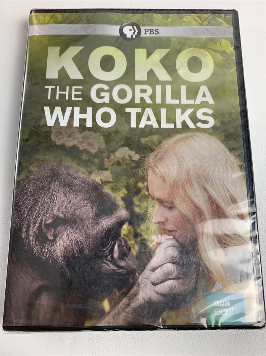 Koko Talking Gorilla BBC One Koko: The Gorilla Who Talks To People